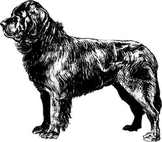 38+ newfoundland tattoos Ideas [Best Designs] • Canadian Tattoos